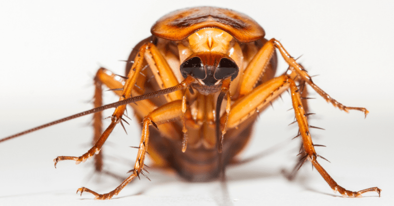 Houston Pest Control, Termites, Bed Bugs, Roaches | The Pest Bros