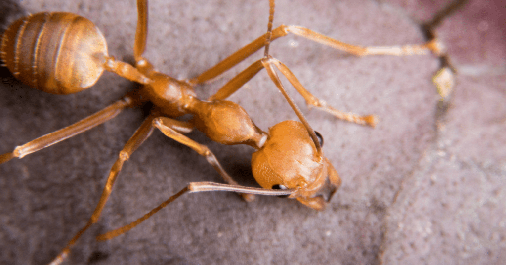 Why do I have Ants in my Houston Home? | Pest Bros Pest Control