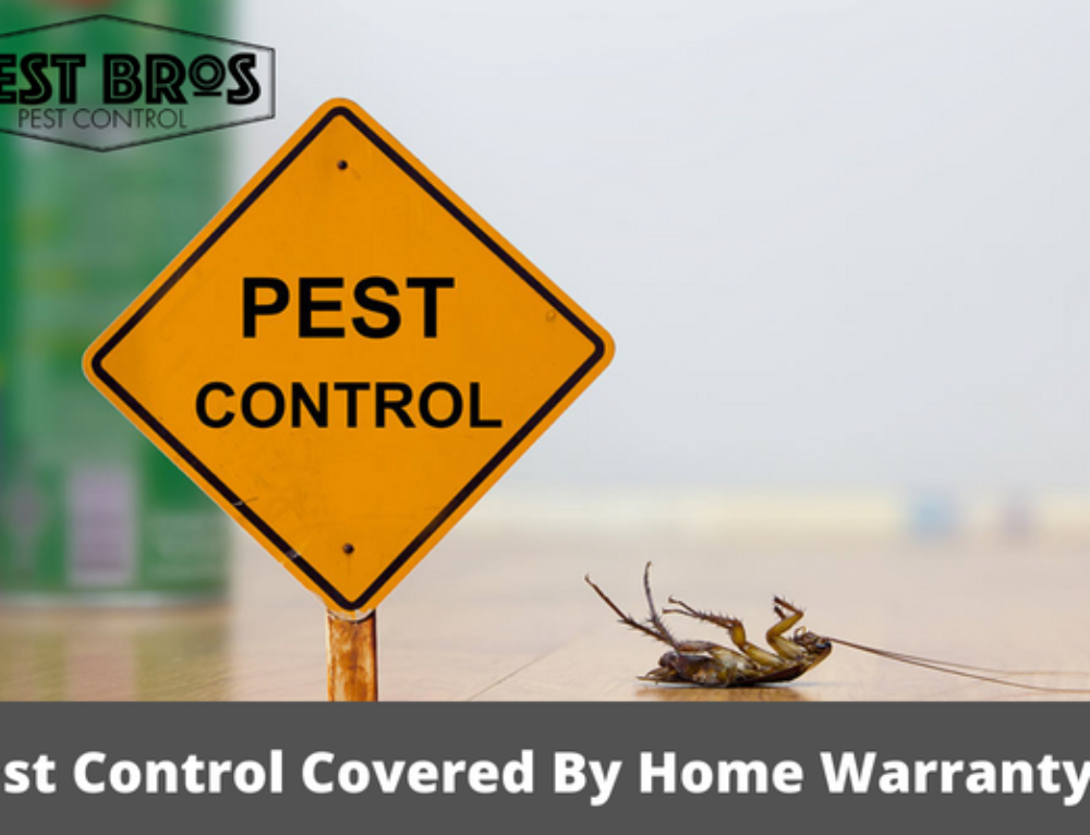 Can Alcohol Kill Ants?