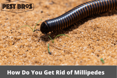 How Do You Get Rid of Millipedes
