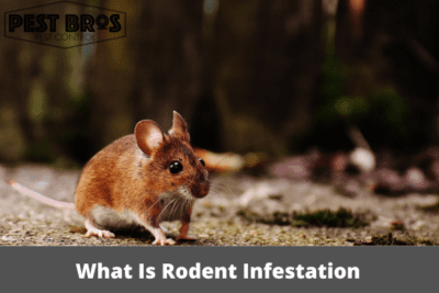 Rodent Infestation: Signs, Prevention, and Solutions