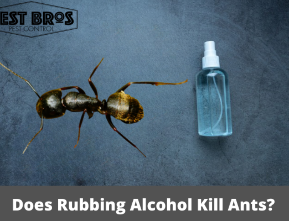 Can Alcohol Kill Ants?