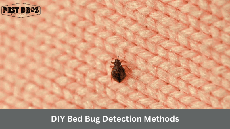 Bed Bug Detection Methods | Learn More