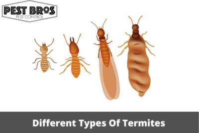 Different Types Of Termites: Know Your Enemy For Effective Treatment