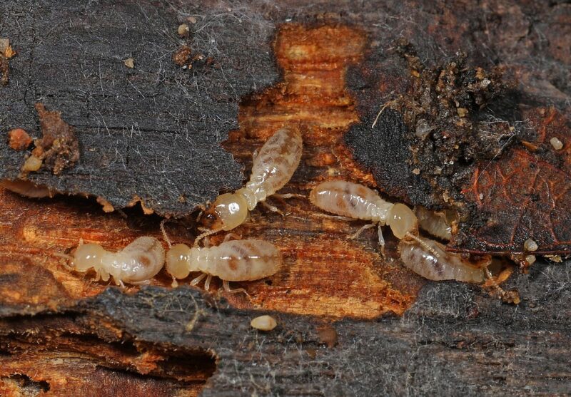 Subterranean Termites 101: All You Need To Know About The Most Common ...