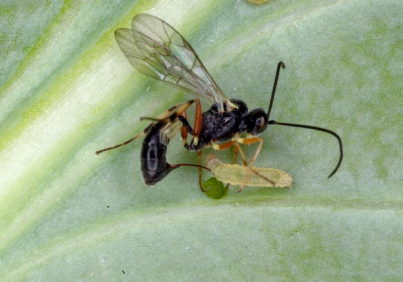 Common Household Pests And How To Identify Them | Learn More