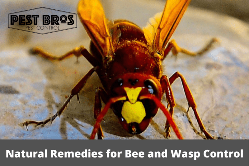 Natural Remedies for Bee and Wasp Control: Eco-Friendly Solutions for ...