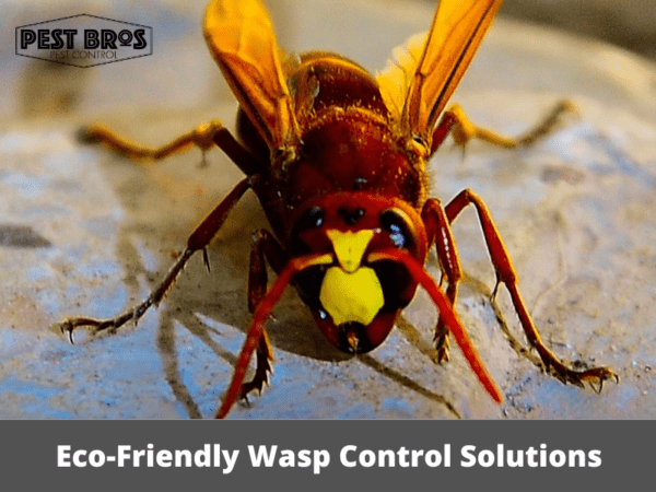 Eco-Friendly Wasp Control: Solutions That Benefit Both You And The ...