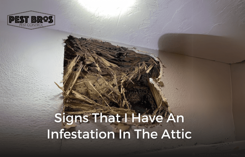 Signs That I Have An Infestation In The Attic | Pest Bros Pest Control