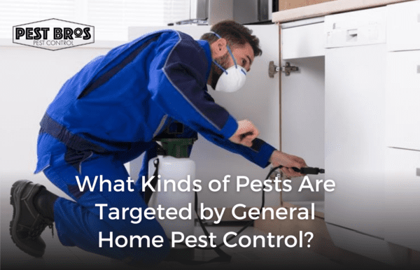What Kinds of Pests Are Targeted by General Home Pest Control? | Pest ...