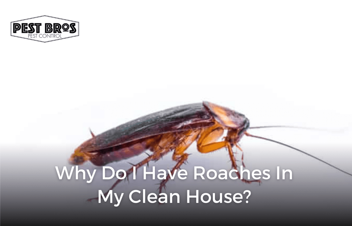 Why Do I Have Roaches In My Clean House? | Pest Bros Pest Control