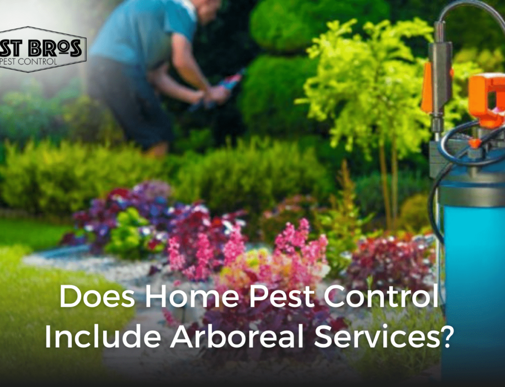 Subterranean Termites 101: All You Need To Know About The Most Common ...