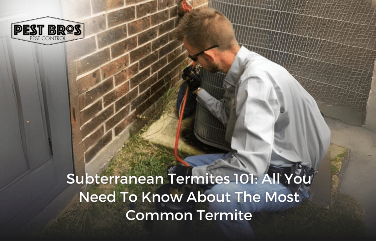 Subterranean Termites 101: All You Need To Know About The Most Common ...